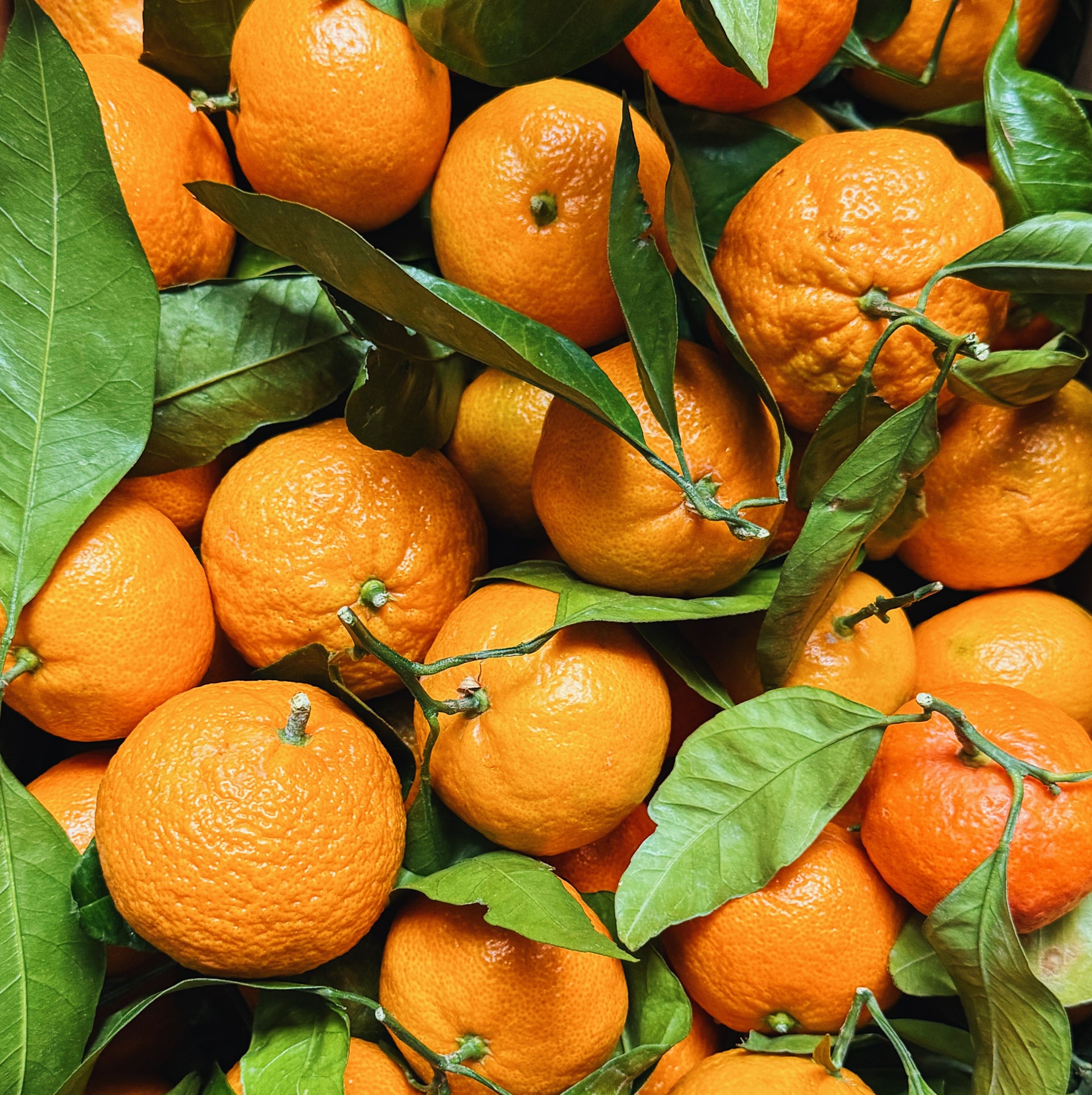 Blue Jay Stem + Leaf Mandarins – Flourist