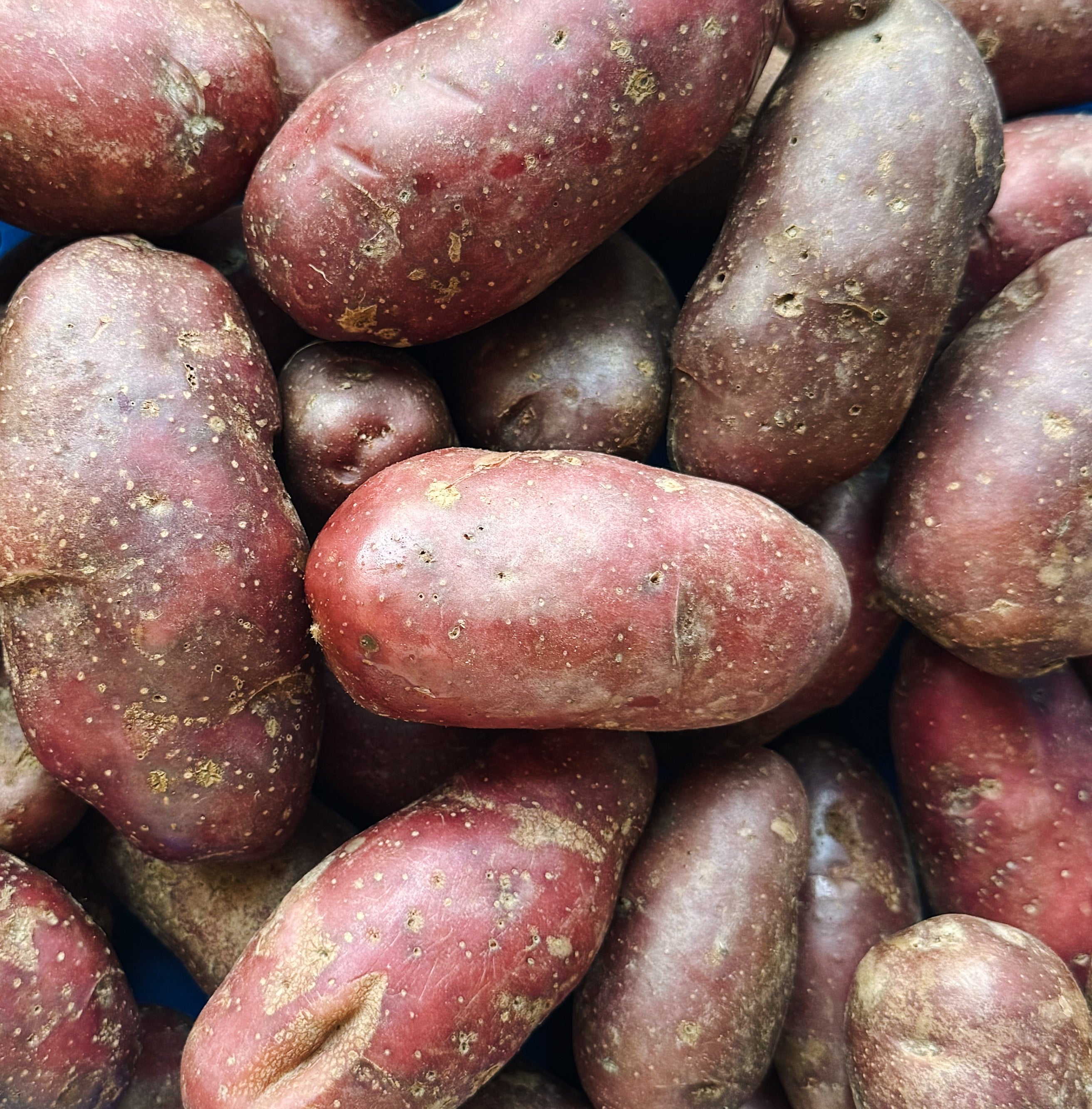 1 LB North Arm Farm Red Fingerling Potatoes – Flourist