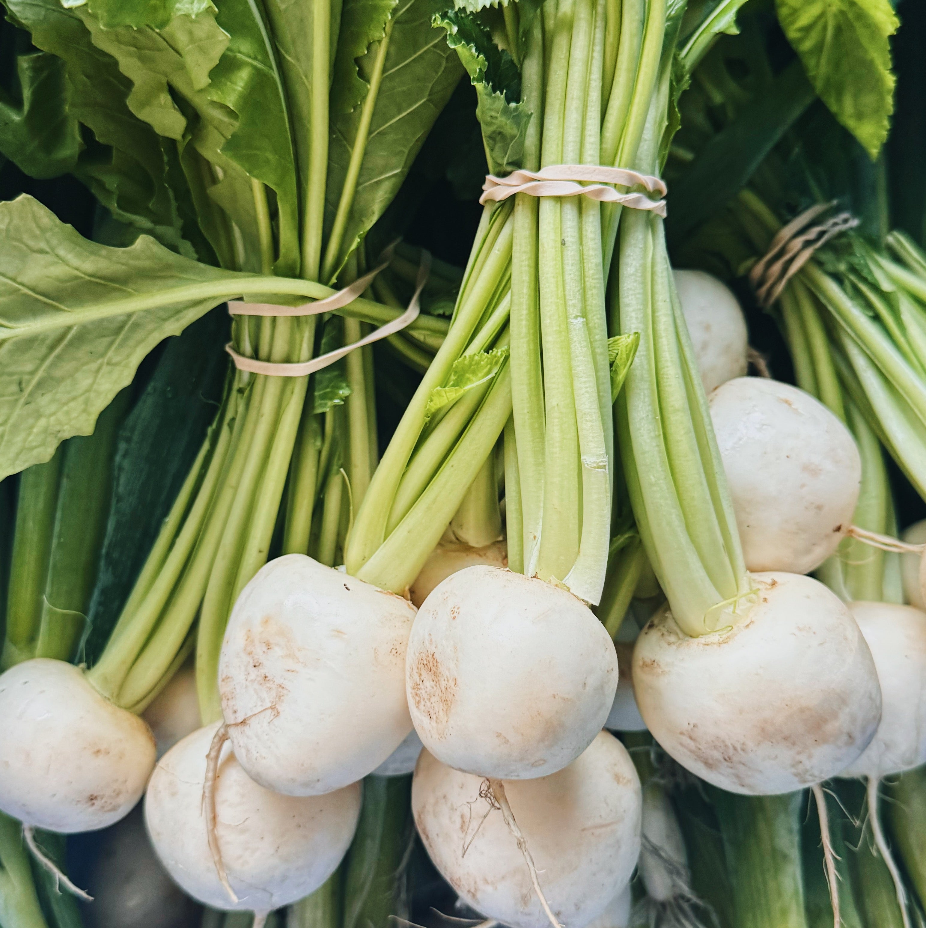UBC Farm Organic Hakurei Turnips – Flourist