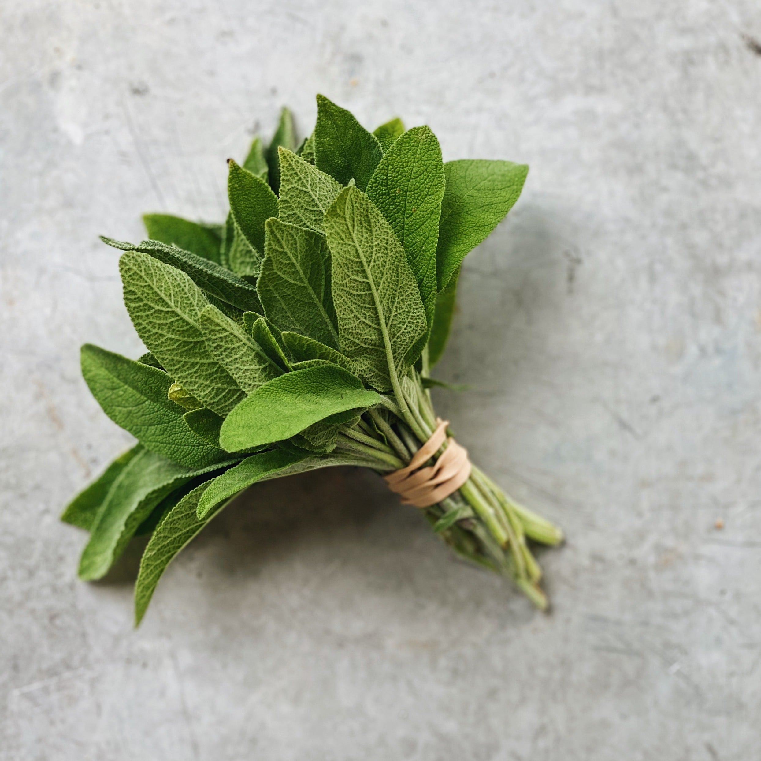 Athiana Acres BC Grown Sage – Flourist