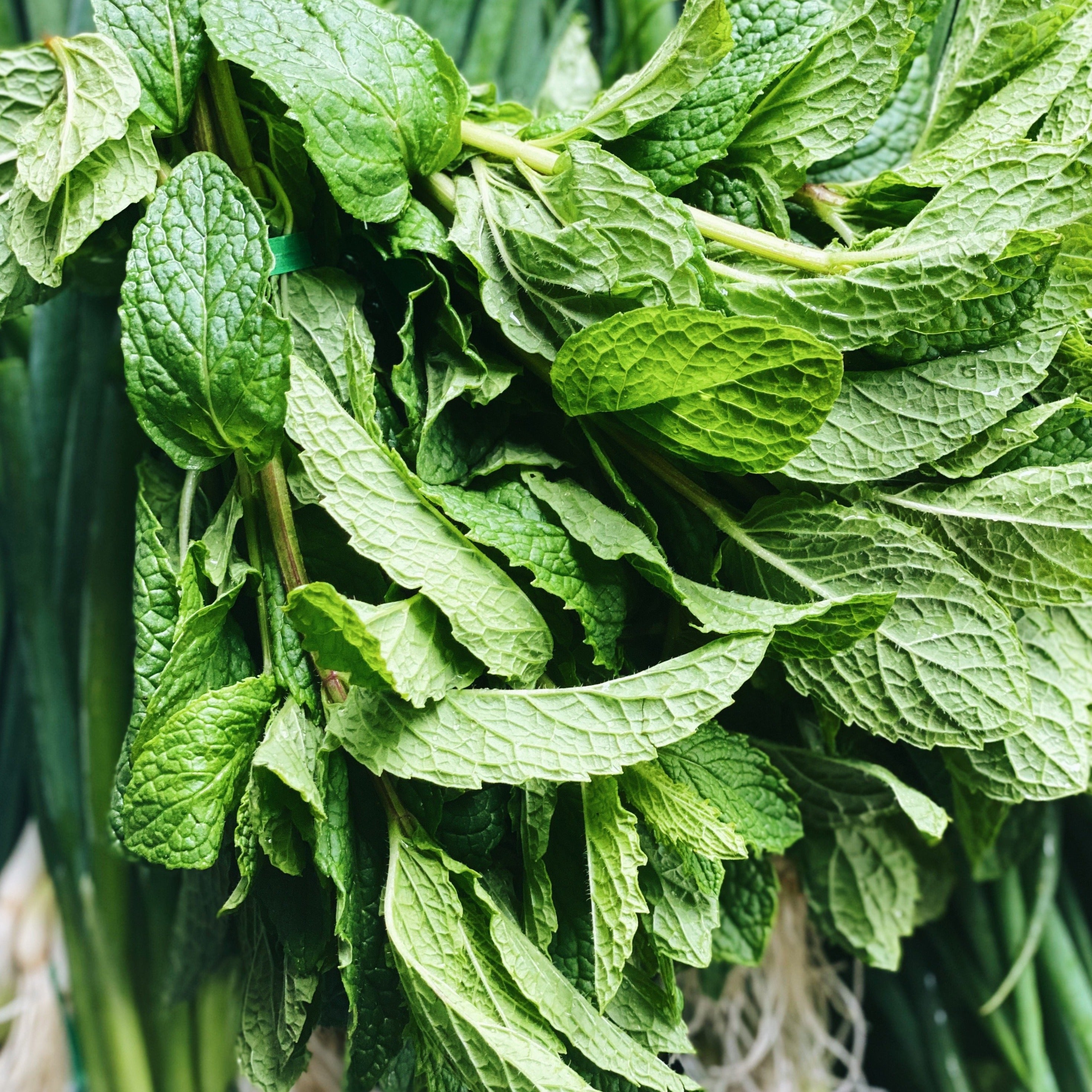 UBC Farm Mint Bunch – Flourist